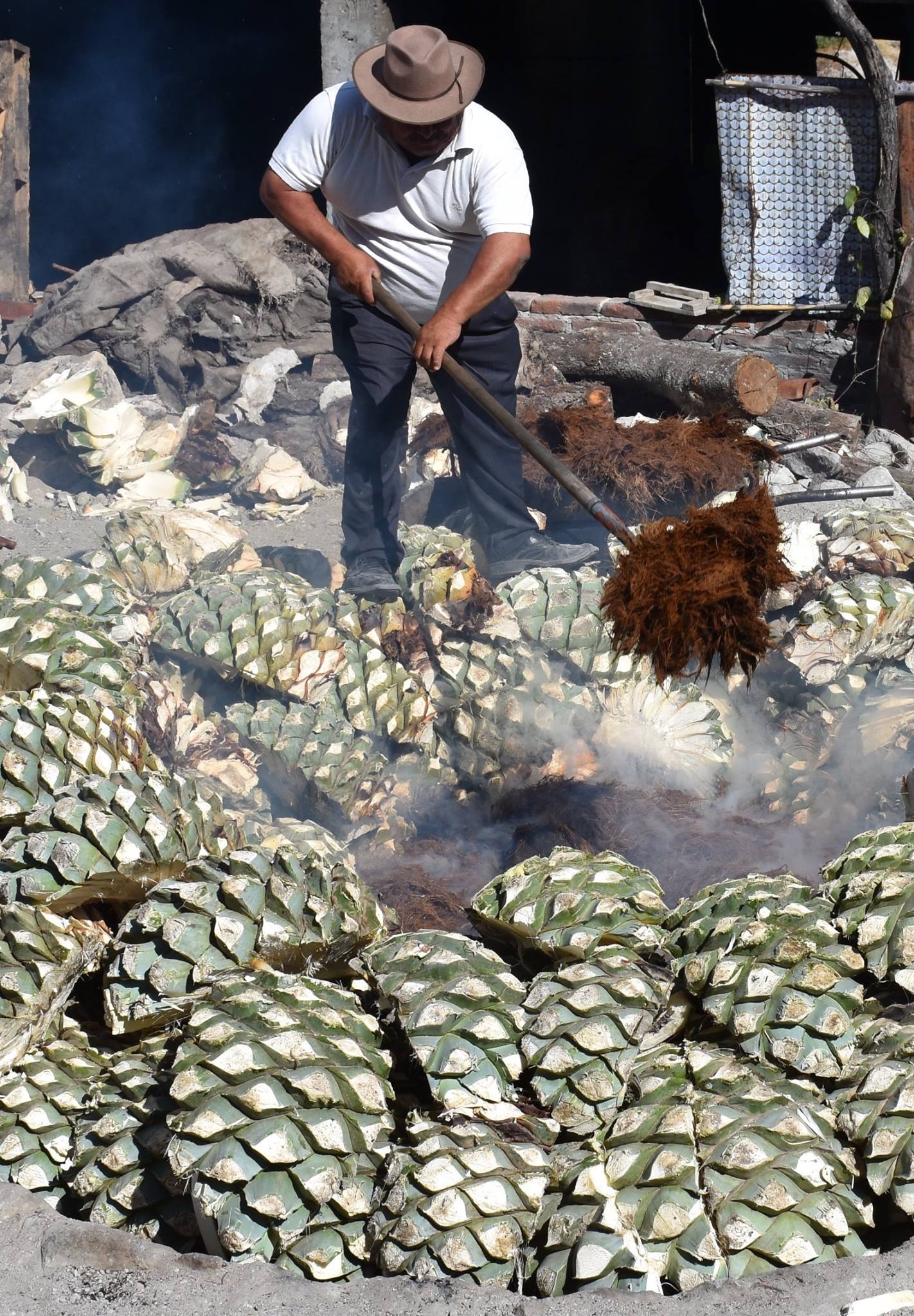 Agave Pinas - Xicaru Mezcal